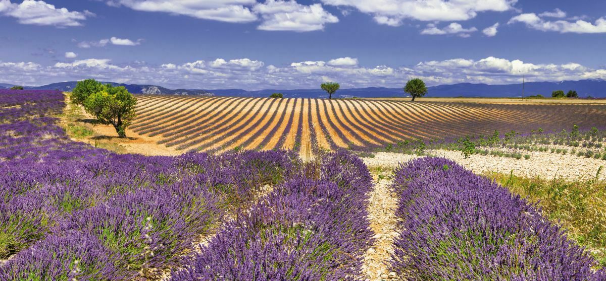 Prowansja. Co warto zobaczyć w Prowansji? Przewodnik